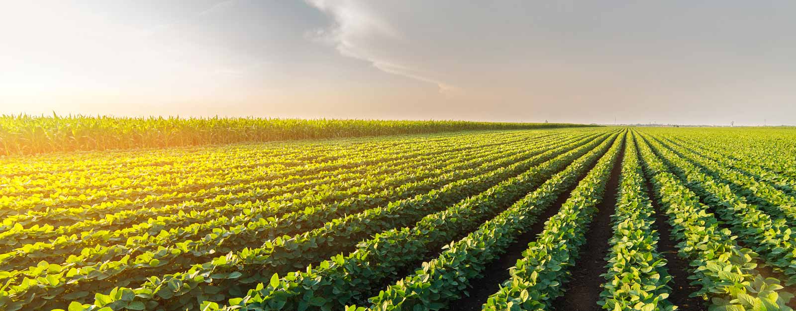 Crop Care | Topcon Positioning